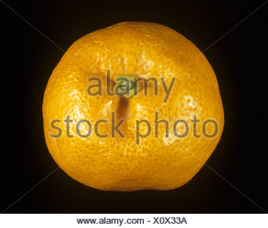 Whole citrus rootstock fruit cleopatra mandarin Citrus reshni Stock ...