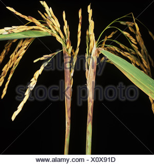 Sheath rot (Sarocladium oryzae) lesions and necrosis on rice flagleaf ...