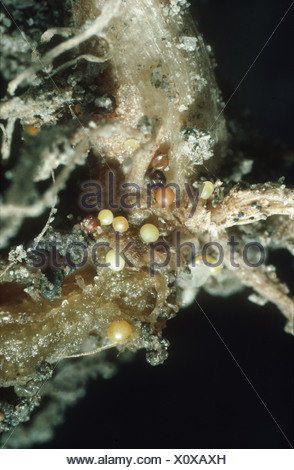 A cyst of golden potato cyst nematode Globodera rostochiensis split ...