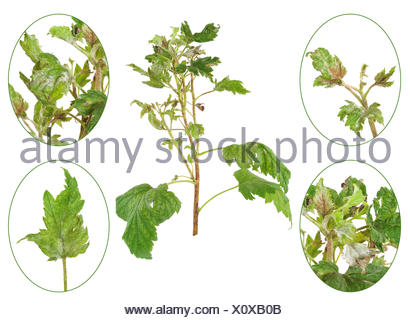 Grey mould Botrytis cinerea lesions necrosis and mycelium on zonal ...
