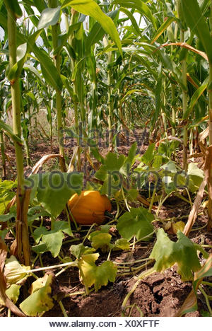 Growing pumpkin in corn Stock Photo: 74418089 - Alamy