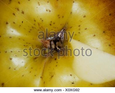 Calcium deficiency on apple Bitter pit showing markings on skin of ...