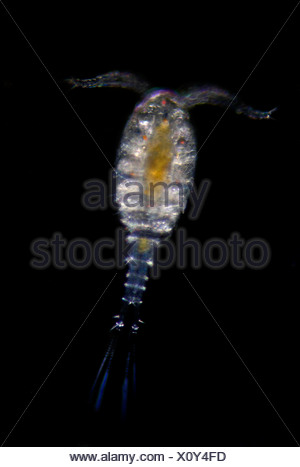 Copepod Cyclops sp. Single Eye Male UK Stock Photo - Alamy