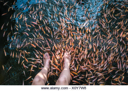 Fish Spa Therapy At Madu River In Sri Lanka. Madu River Fish Spa Tanks ...