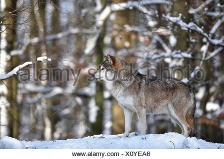 Male leader of the pack, alpha wolf, rebuke of a young animal Stock ...
