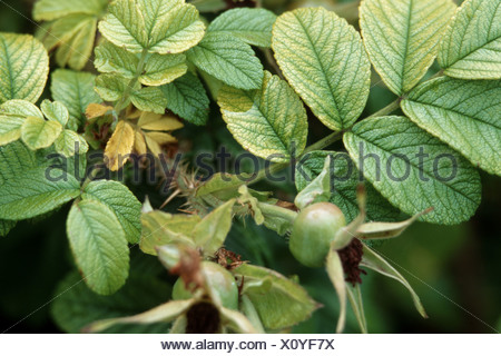 rose nutrient deficiency Stock Photo - Alamy
