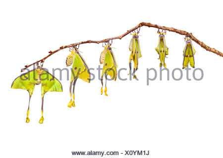 African moon moth (Argema mimosae), in a butterfly farm, with pupas ...