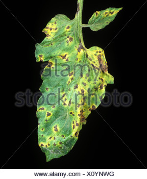 Tomato Disease, Septoria Leaf Spot Stock Photo - Alamy