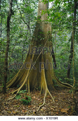 Dipterocarp (Dipterocarpaceae sp.) with buttress roots, growing in ...