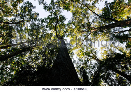 Rainforest with Satinay trees (Syncarpia hillii), sand island Fraser ...