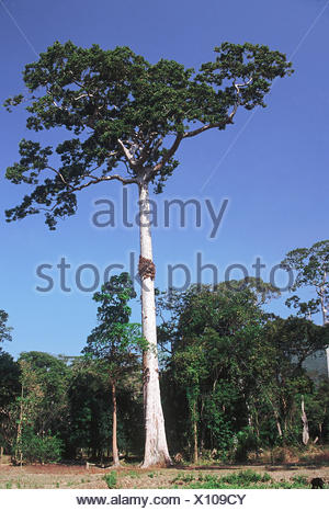 A tall Gurjan tree Stock Photo: 48641 - Alamy