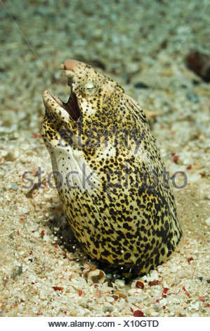 Marbled Snake Eel Callechelys marmorata Marsa Alam Red Sea Egypt Stock ...