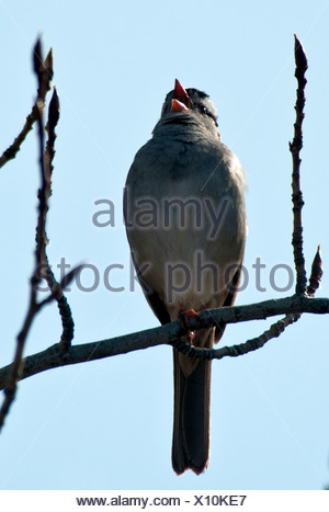 Black-capped Chickadee Parus atricapillus & Tufted Titmouse Baeolophus ...