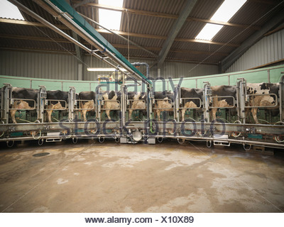 milking cows at dairy farm rotary parlour system Stock Photo: 137619642 ...