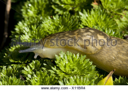 Yellow Slug (Limax flavus) adult, crawling on birch branch during Stock ...