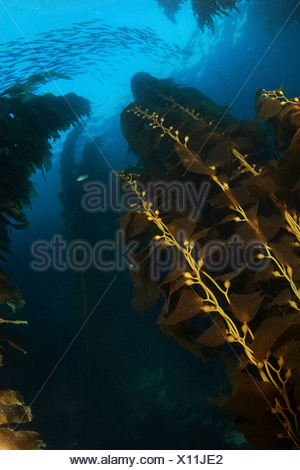 Giant Kelp Macrocystis pyrifera seaweed brown algae leaf Tierra del ...