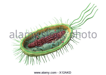 Cross section illustration of a bacteria, showing the inner Stock Photo ...
