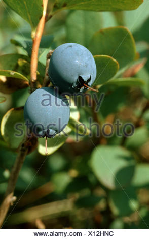 Alpine blueberry, bog blueberry, bog bilberry, northern bilberry, bog ...