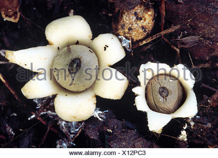 Earth Star fungus Stock Photo: 48708217 - Alamy