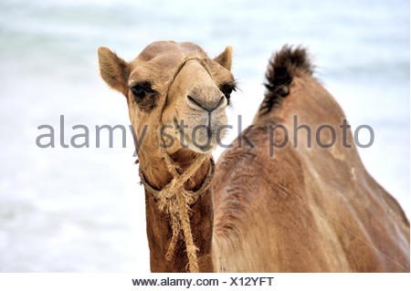 Camel funny animal face laughing Stock Photo - Alamy