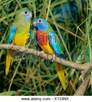two Scarlet-chested parakeets on twig / Neophema splendida Stock Photo ...