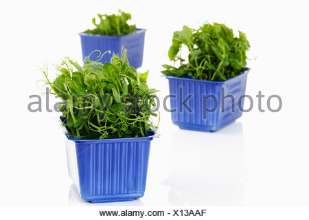 Affila cress, seed trays Stock Photo: 48642397 - Alamy