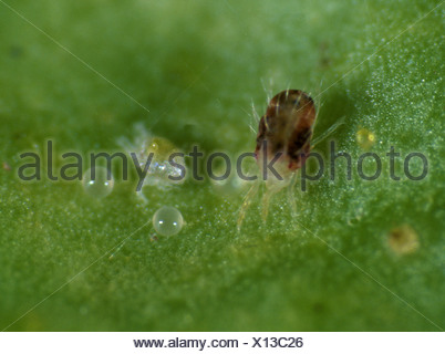 Citrus red spider mite (Panonychus citri) bronzing damage to a citrus ...