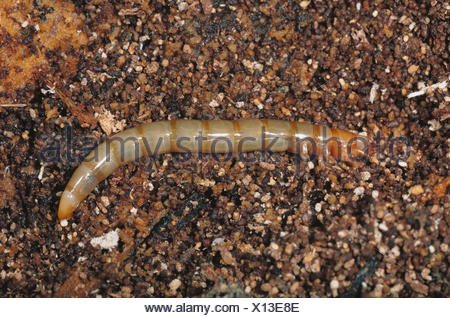 Larva of a click beetle, family Elateridae. Click beetle larvae are ...