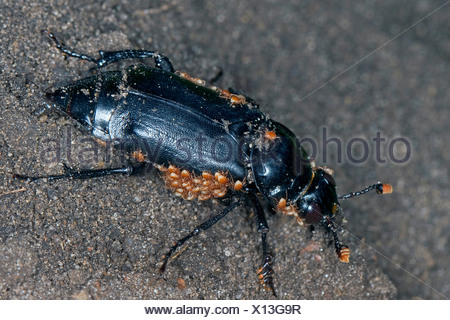 Black burying beetle (Necrophorus humator, Nicrophorus humator Stock ...