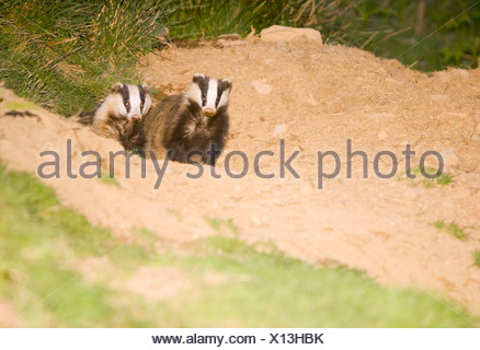 Badger sett or set - the home or den of a badger Stock Photo: 84956463 ...