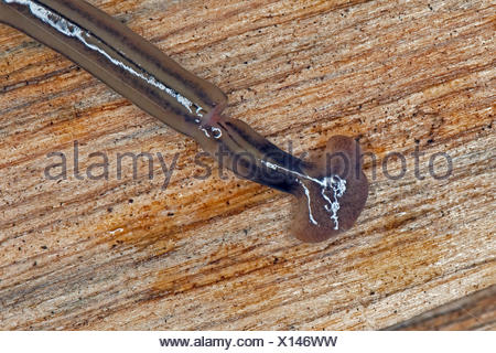 Shovel-headed Garden Worm, Shovel-headed Garden Flatworm, hammerhead ...