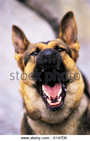 Guard dog, Alsation, aggressive dog, Alsation guard dog barking and ...