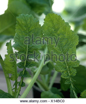Cauliflower mosaic virus infection chlorotic netted symptoms on Stock ...