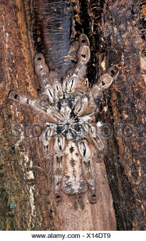 Togo or Starburst Baboon Spider Tarantula West Africa Stock Photo - Alamy