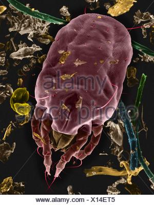 Dust mites, Coloured scanning electron micrograph (SEM) of a number ...