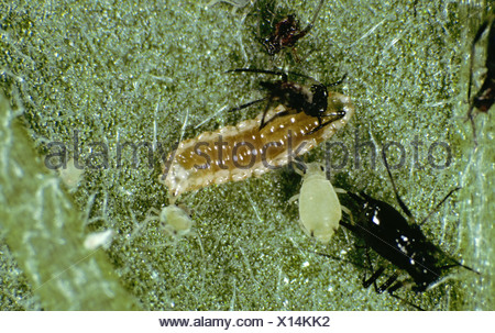 Predatory midge Aphidoletes aphidimyza larva preying on a peach Stock ...