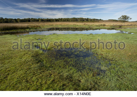 View of biodiverse pond with wet grassland in heathland habitat Stock ...
