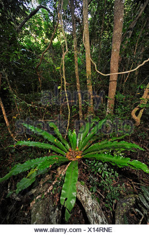 vegetation in the New Caledonian rain forest, New Caledonia, Ile des ...