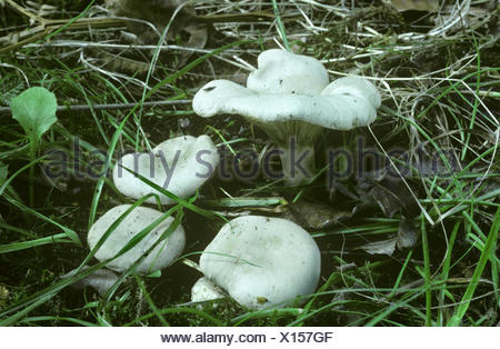 Ivory Funnel - Clitocybe dealbata Stock Photo: 145160416 - Alamy