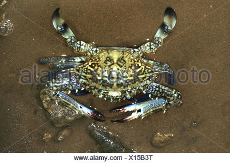 Blue Swimming Crab Portunus pelagicus For Sale At Negombo Fish Market ...