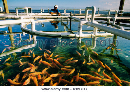 Kona, Tilapia In Aquaculture Tank At Sea Farms Of Hawaii, Natural Stock ...