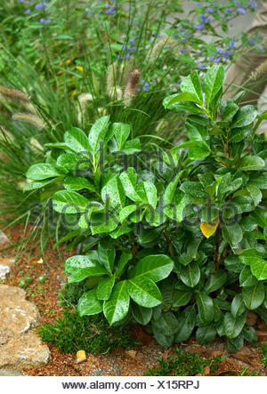 Cherry laurel, Prunus laurocerasus poisonous plants illustrations Stock ...