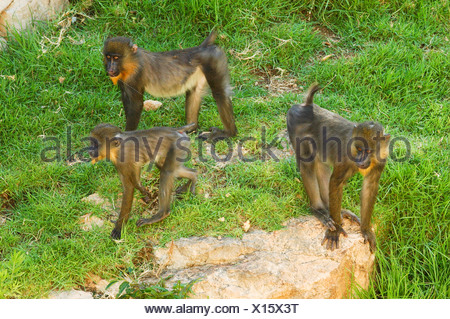 A group of female Mandrill Mandrillus sphinx Stock Photo: 24505074 - Alamy