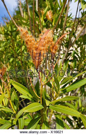 Nerium oleander fruits Stock Photo: 52081521 - Alamy