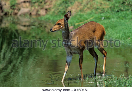 Female Bushbuck antelope TRAGELAPHUS SCRIPTUS sitting down in green ...