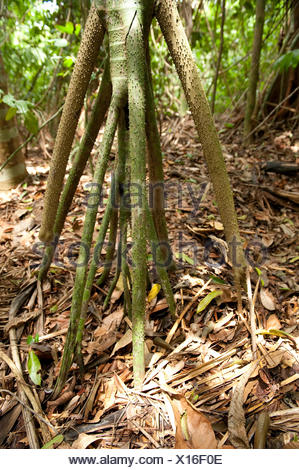 Walking Tree Fig Species Ficus sp Panama Stock Photo - Alamy
