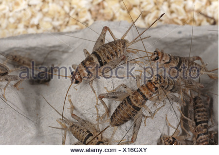 Tropical house crickets Gryllodes sigillatus various stages Stock Photo ...