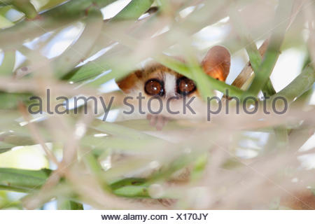 Goodman's mouse lemur (Microcebus lehilahytsara), Analamazaotra Stock ...