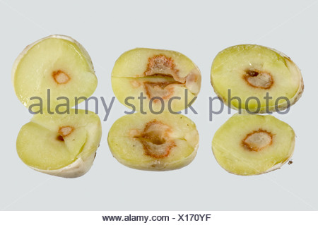 Marsh spot, manganese deficiency symptoms on peas in open pod Stock ...