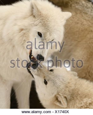 Arctic Wolves fighting Stock Photo - Alamy